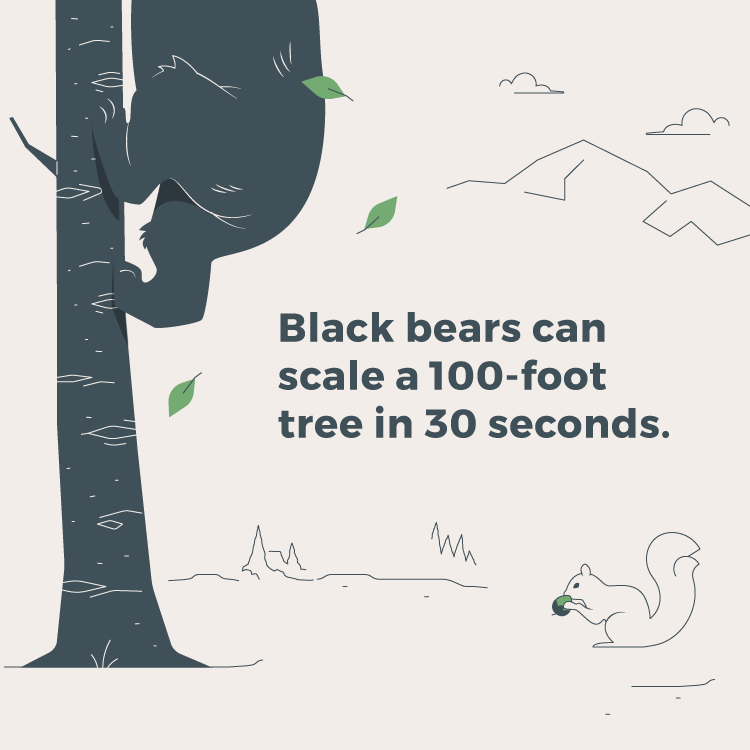 Black Bear Facts and Safety Information