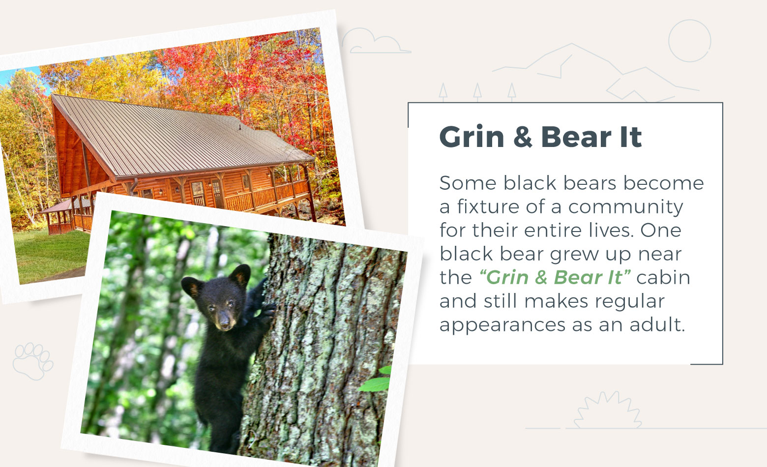 Black Bear Facts and Safety Information